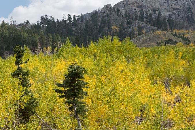 Fall Foliage Near Las Vegas - Mount Charleston Area