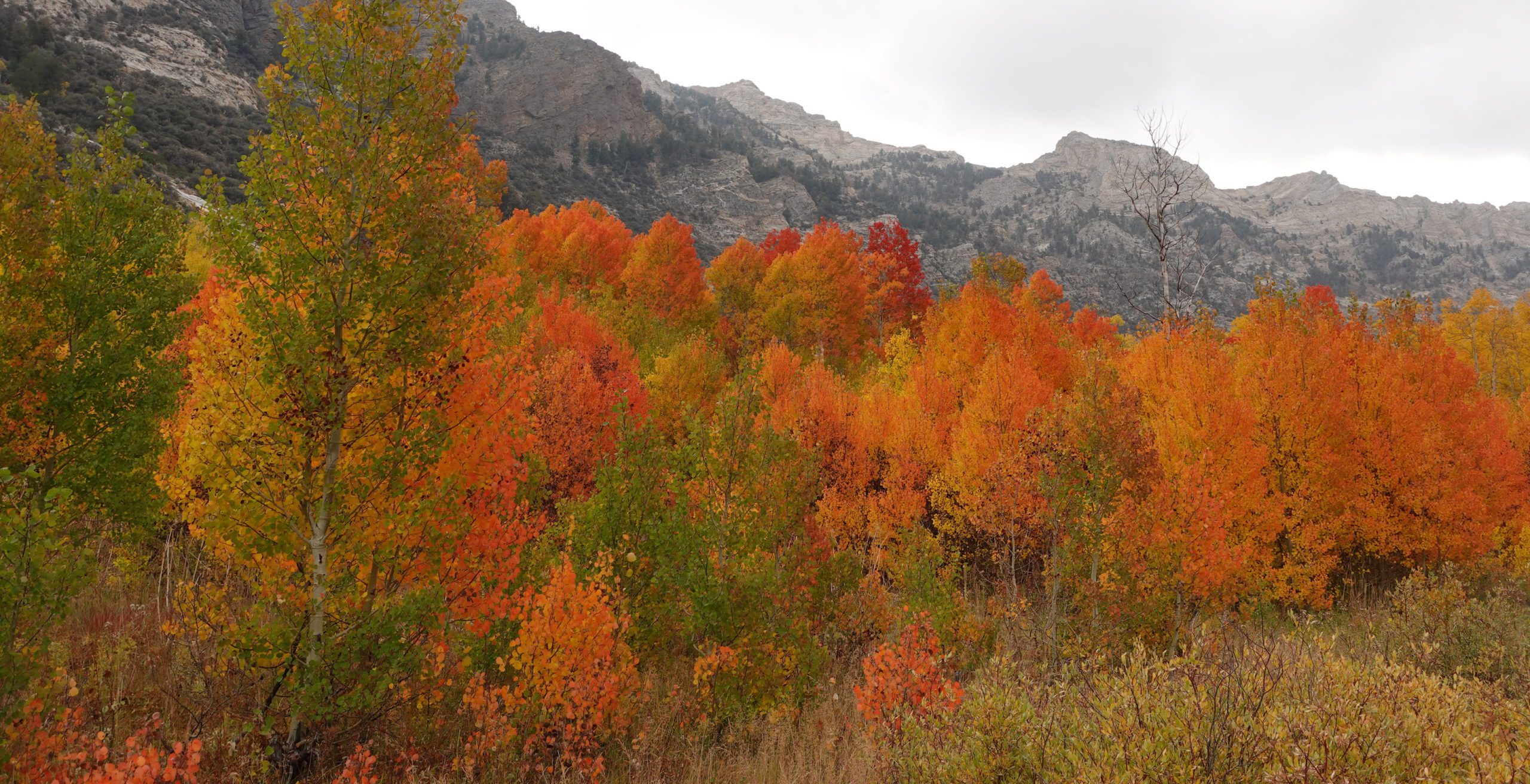 Why Do Some Aspens Turn Red Instead of Yellow? | nevadafallcolor.com