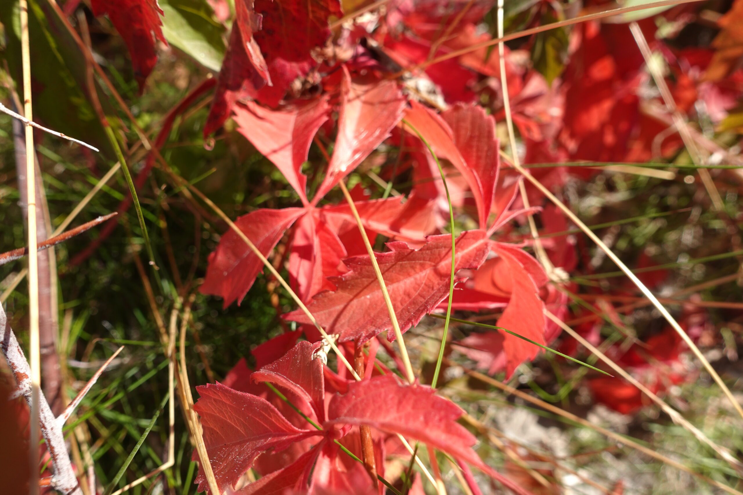 Fall Color Plants of Nevada: Virginia Creeper | nevadafallcolor.com