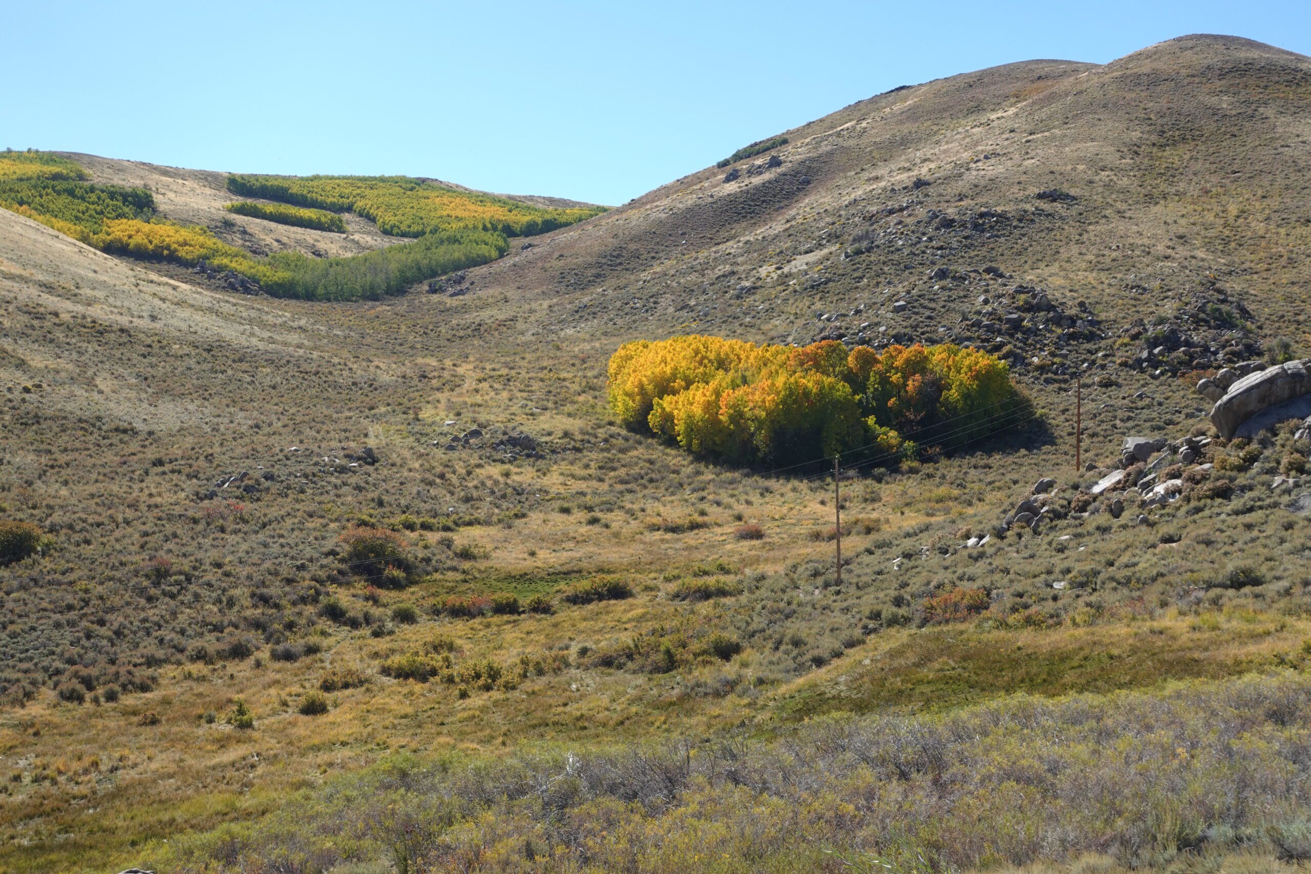 Islands of Aspens at Austin Summit | nevadafallcolor.com