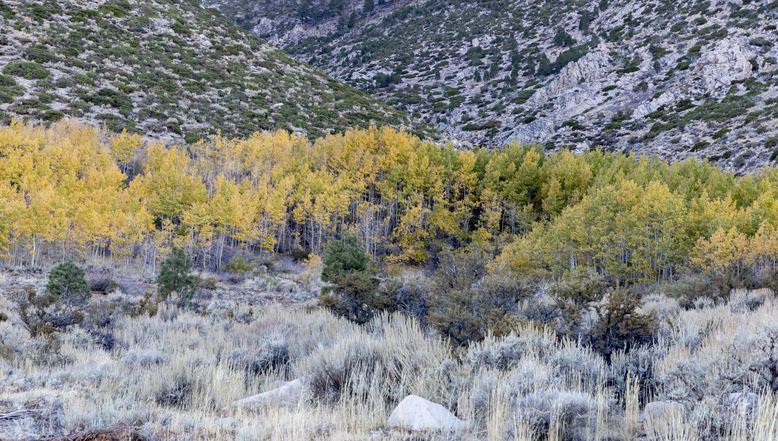 The Big Freeze: Did It Ruin Northern Nevada Fall Color ...