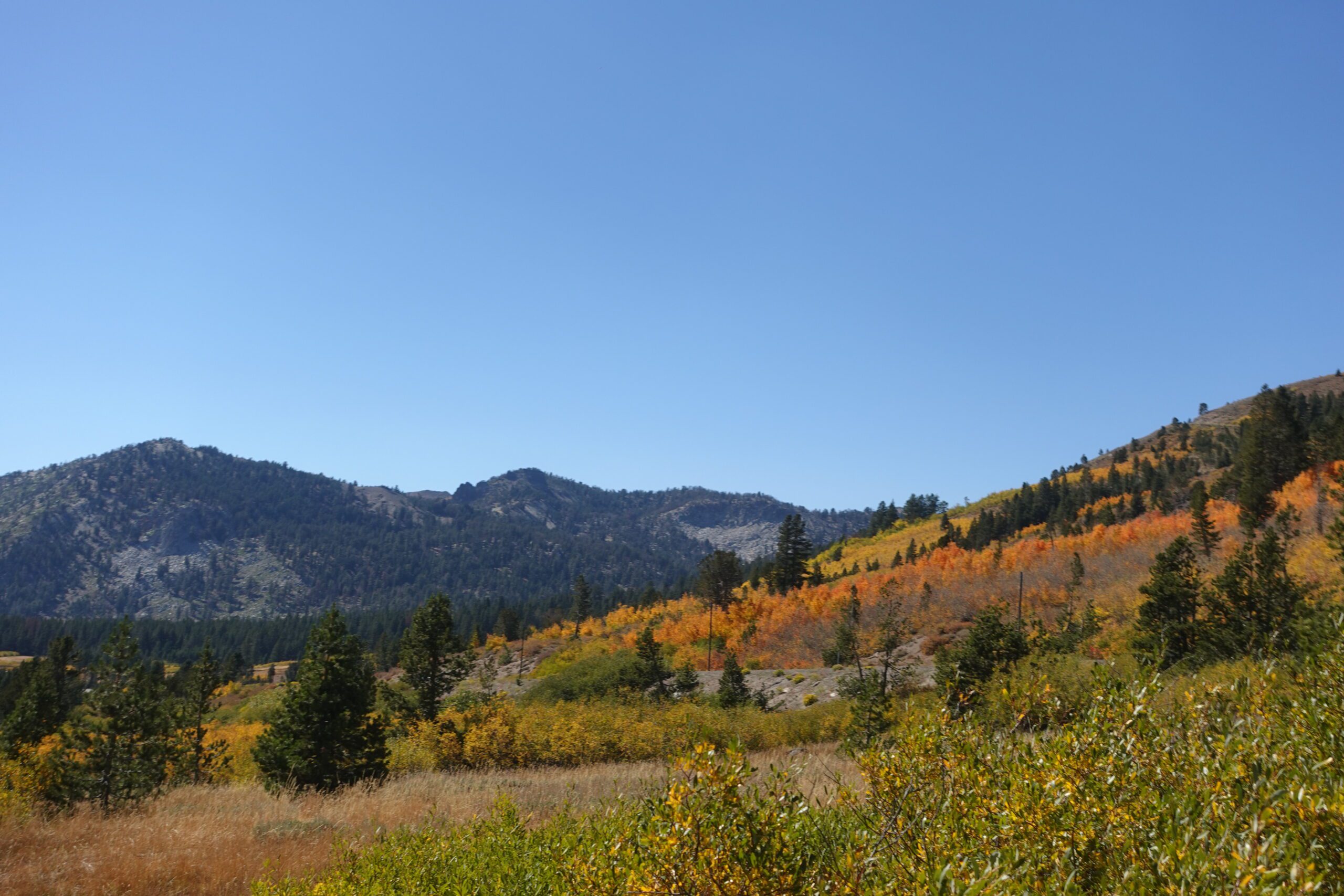 Upper Mount Rose Highway Hits Peak Autumn Color | nevadafallcolor.com