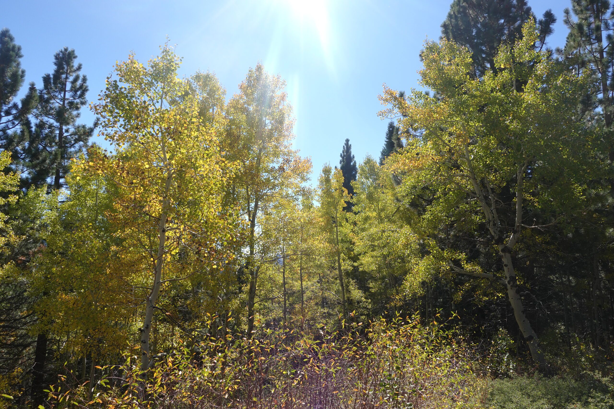 Hope Valley’s Grand Finale Grove | nevadafallcolor.com