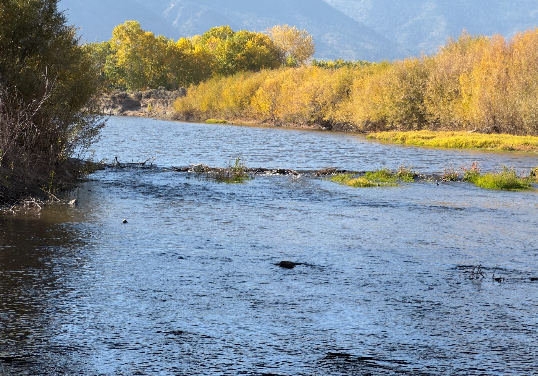 Carson Valley Fall Colors Getting Better | nevadafallcolor.com