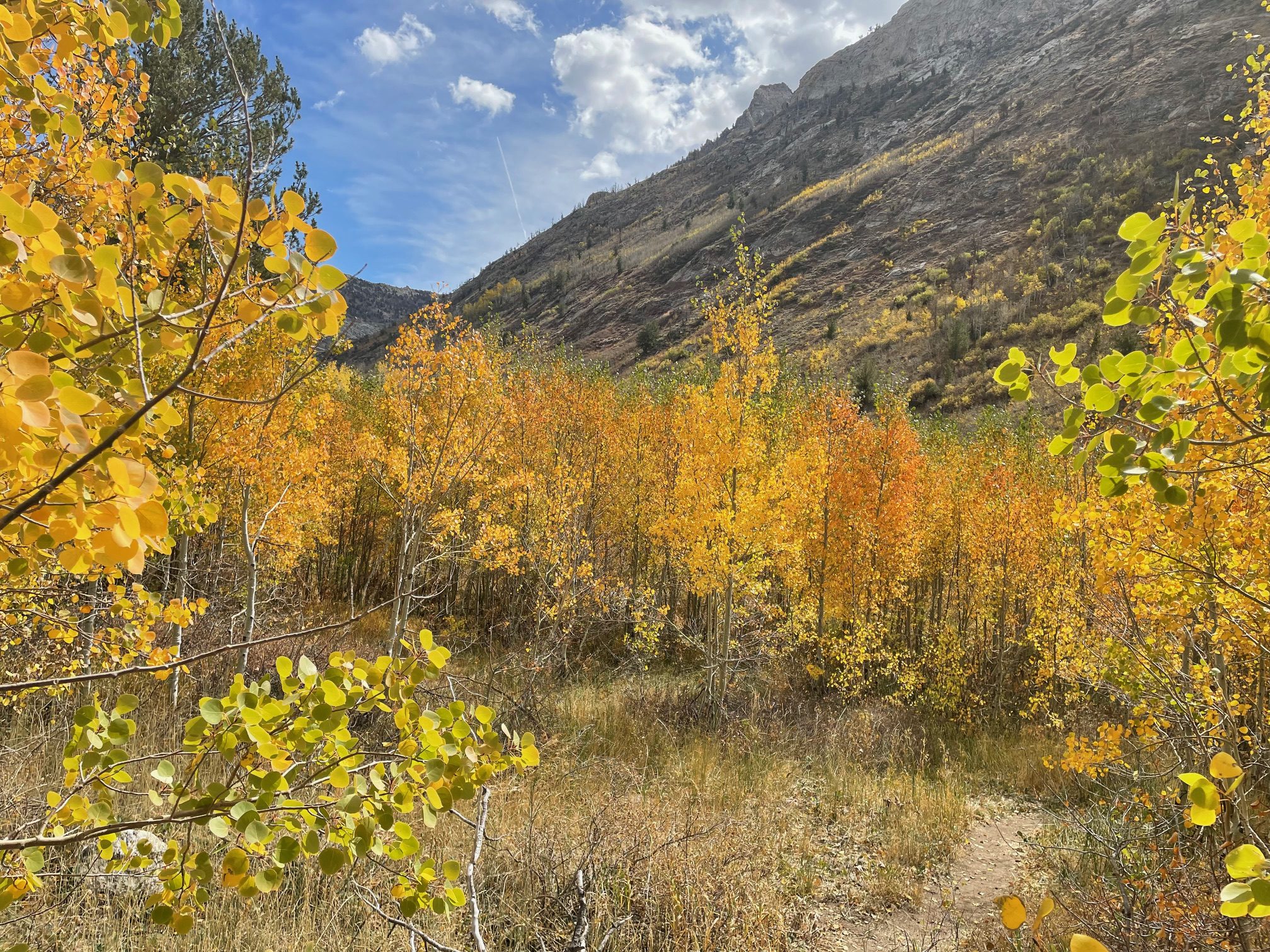 Nevada Fall Color Round Up: Best Autumn Foliage 2024 | nevadafallcolor.com