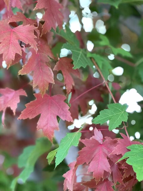 Why Were Some Maple Trees Changing Color in July? | nevadafallcolor.com