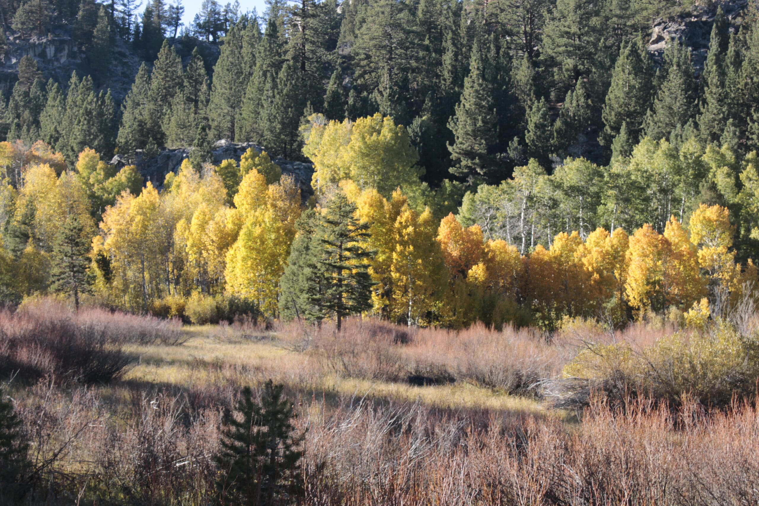 Fall Color Is Happening in Hope Valley | nevadafallcolor.com